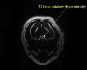 Rosey is Determined to Run Again | WI Veterinary Neurology